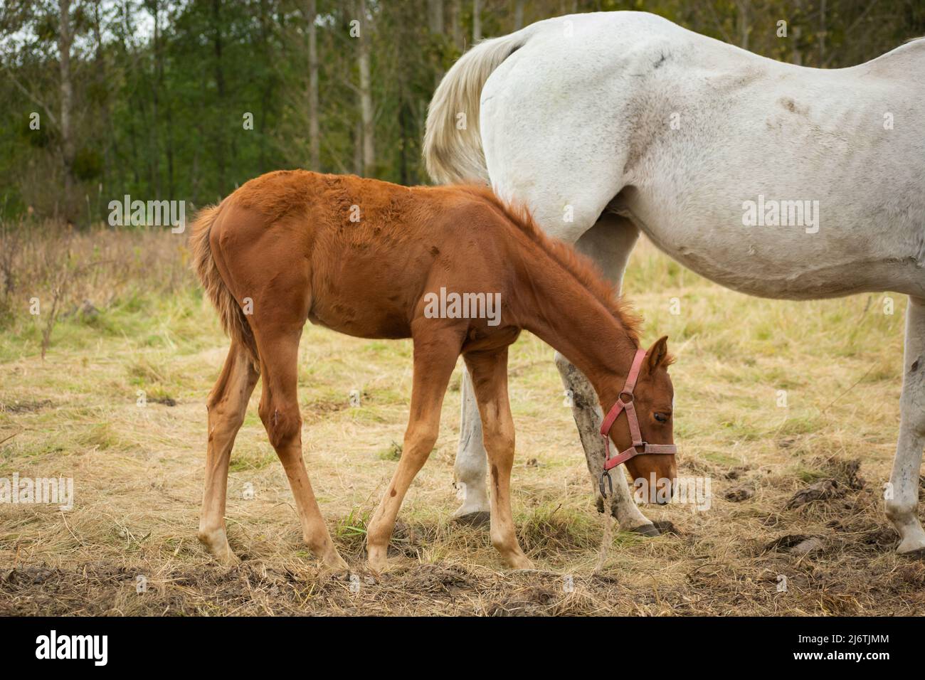 White Foal