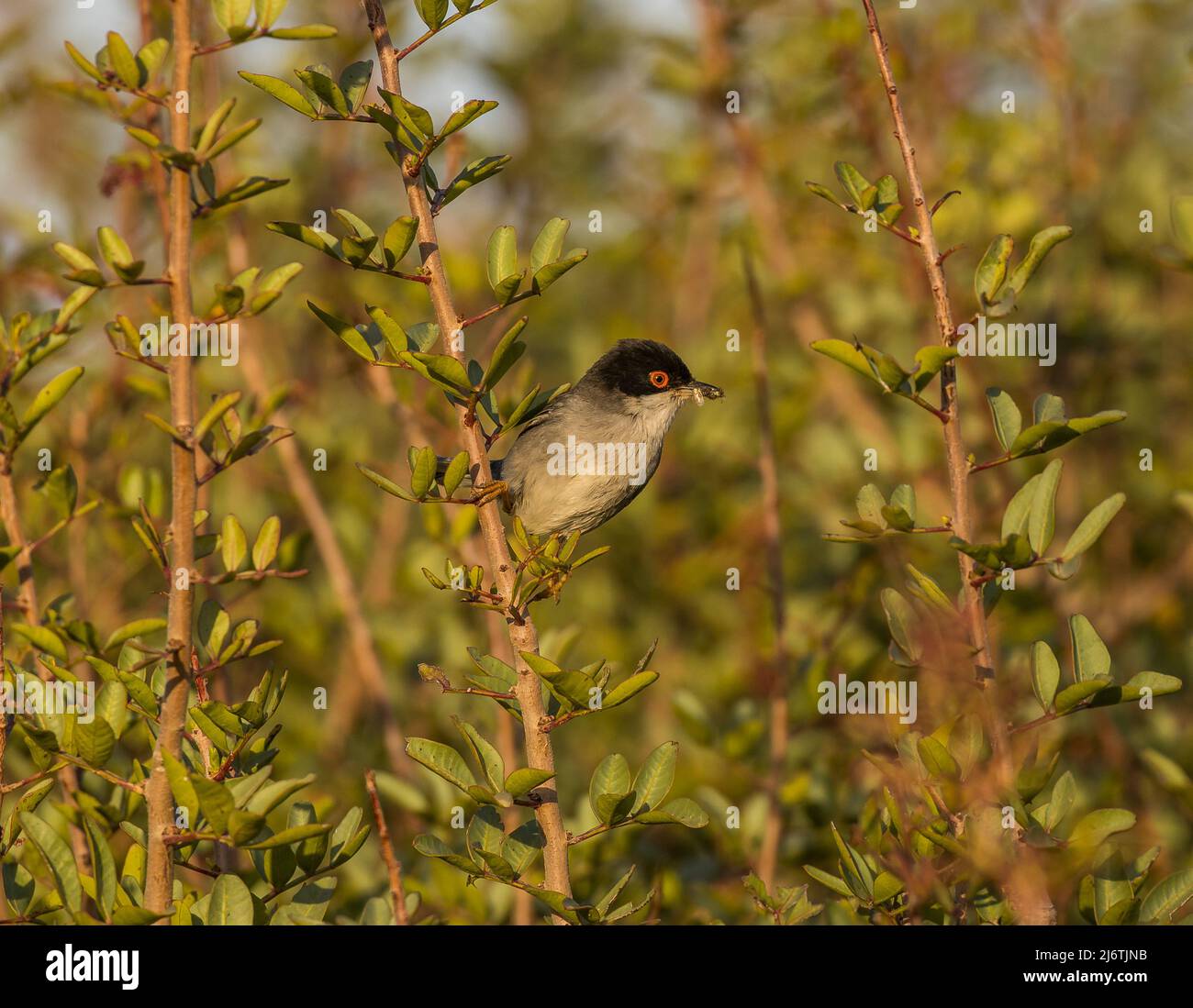 Sardinian warbler feeding young hi-res stock photography and images - Alamy