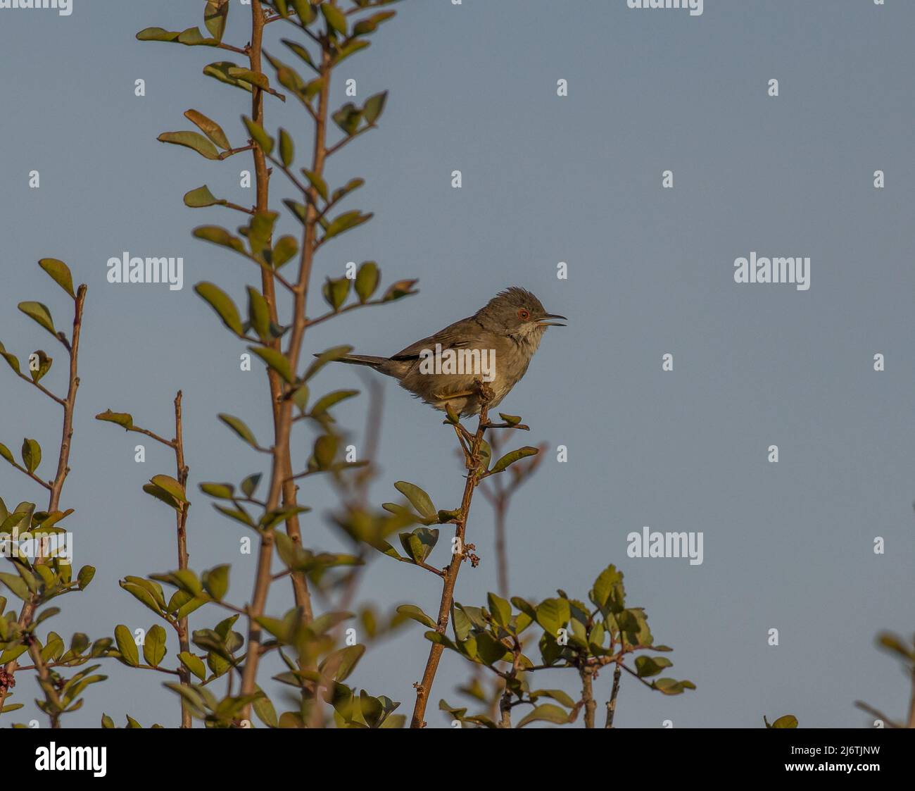 Sardinian warbler feeding young hi-res stock photography and images - Alamy