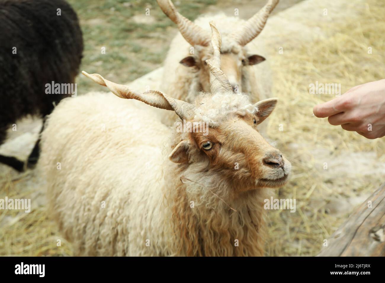 Racka sheep portrait hi-res stock photography and images - Alamy