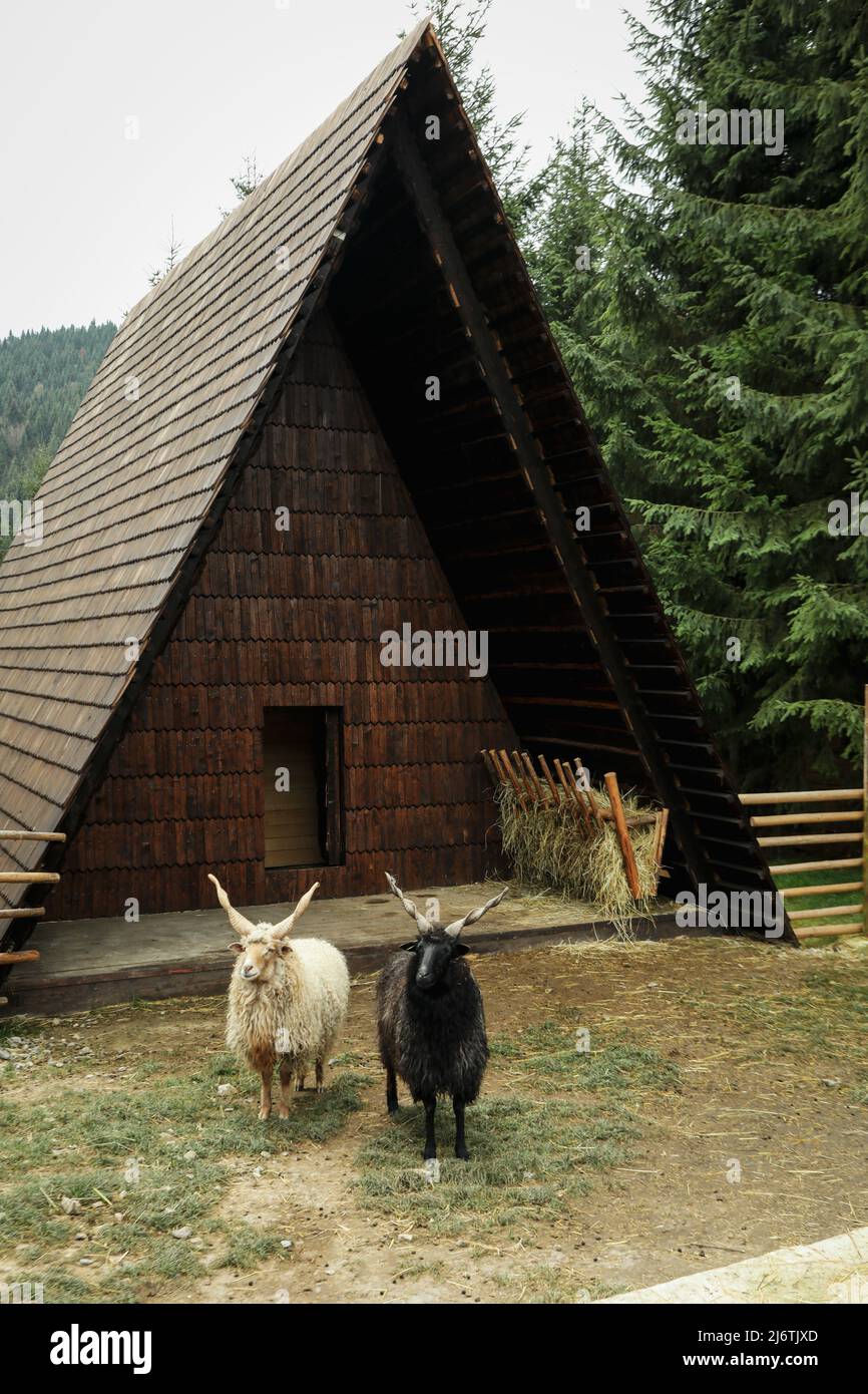 Racka portrait hi-res stock photography and images - Alamy