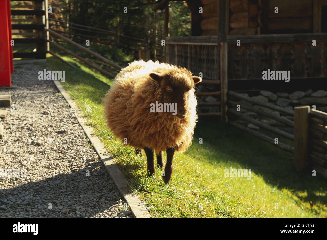 Cute small sheep in sunny day in park Stock Photo - Alamy
