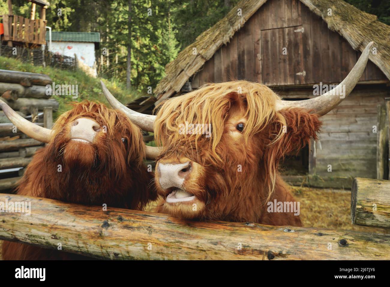 Scottish cows in park in autumn day Stock Photo - Alamy
