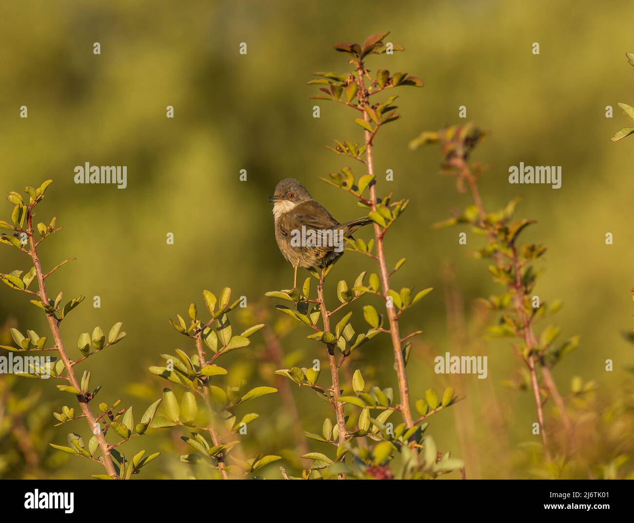 Sardinian warbler feeding young hi-res stock photography and images - Alamy