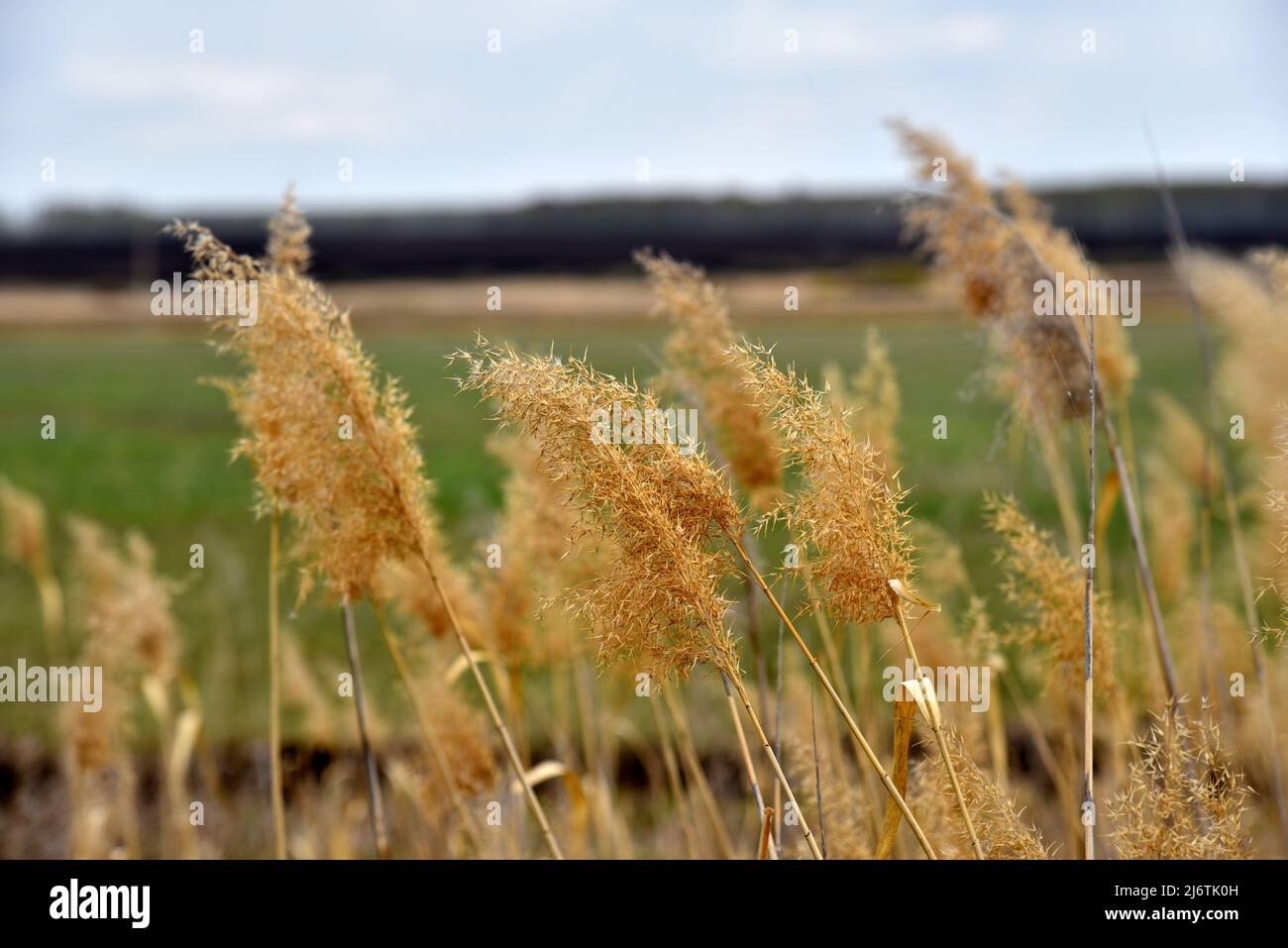 Dry golden reeds on the river bank Stock Photo - Alamy