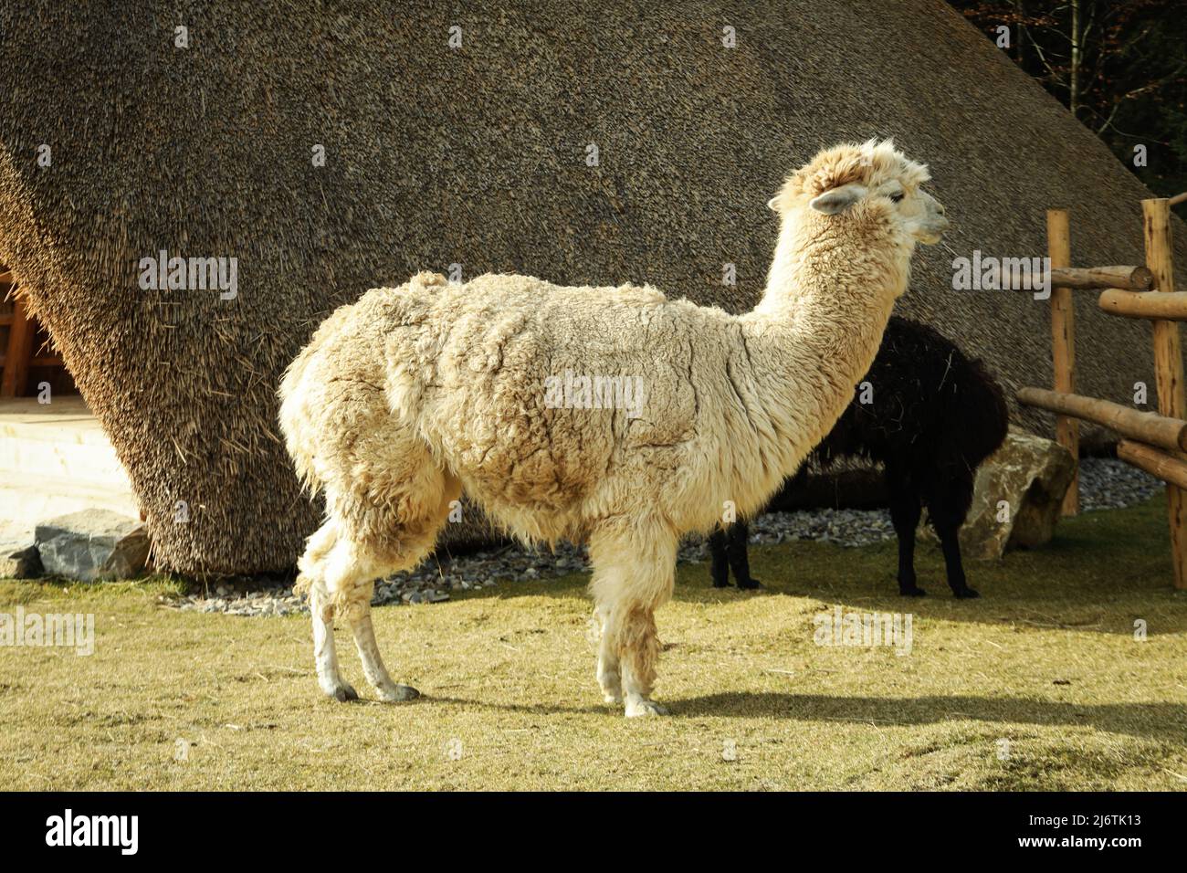 White alpaca eating grass hi-res stock photography and images - Alamy