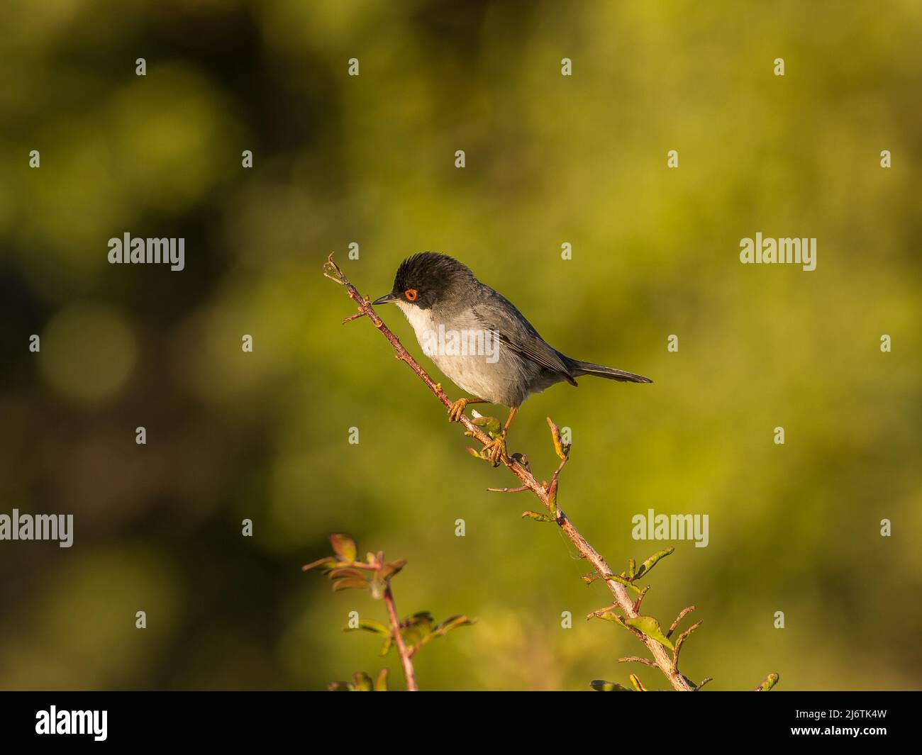 Sardinian warbler fauna hi-res stock photography and images - Alamy