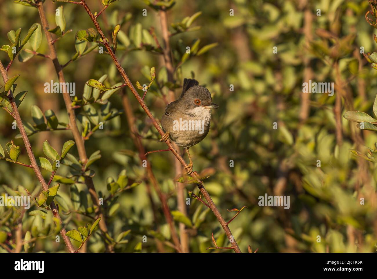 Male and female sardinian warbler captured together on a hi-res stock ...