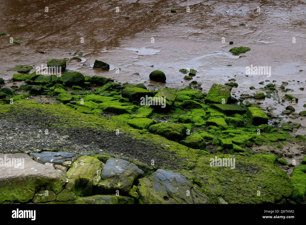 Algae covered rocks at low tide in a river estuary Stock Photo - Alamy