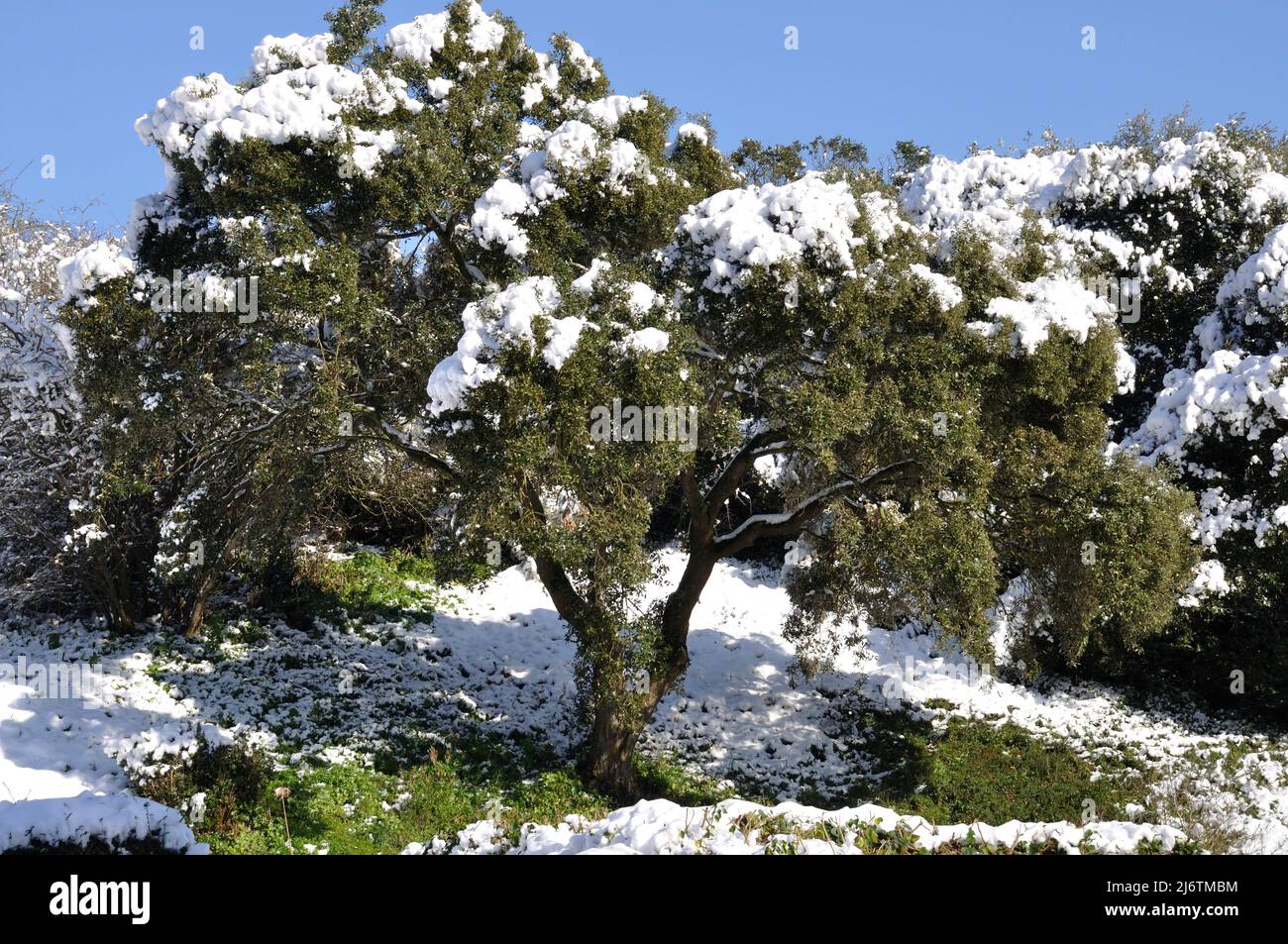 Tree under the snow in Brittany Stock Photo - Alamy