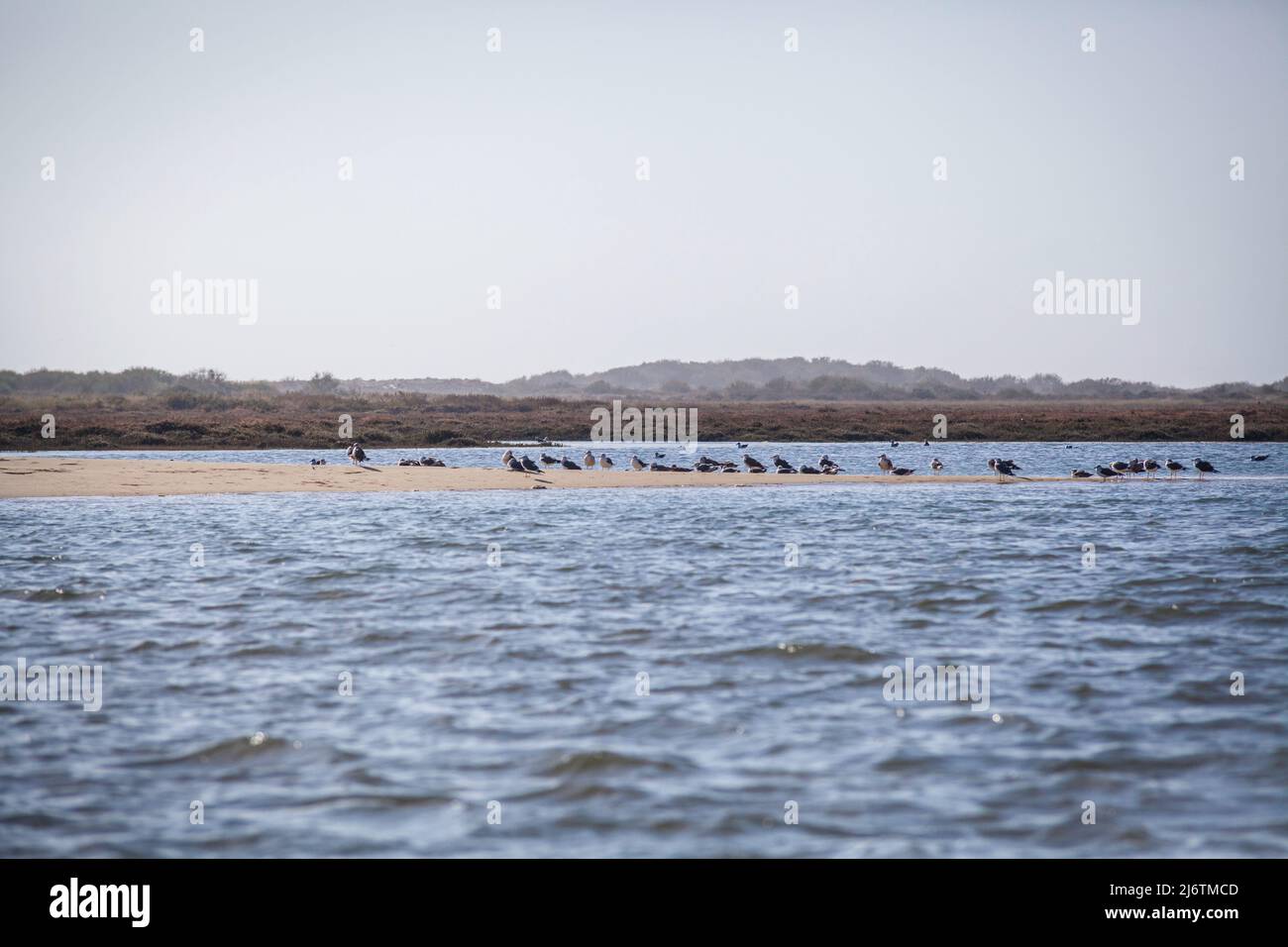 lot of birds in the Ria Farmosa Nature reserve near Tavira in Portugal ...