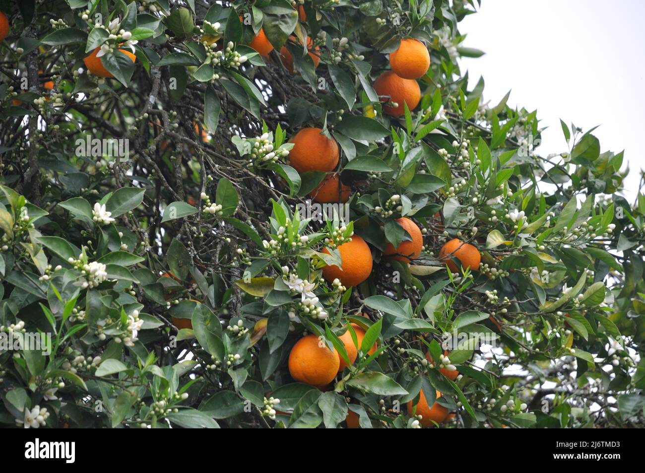 Orange tree near the Douro in Portugal Stock Photo - Alamy