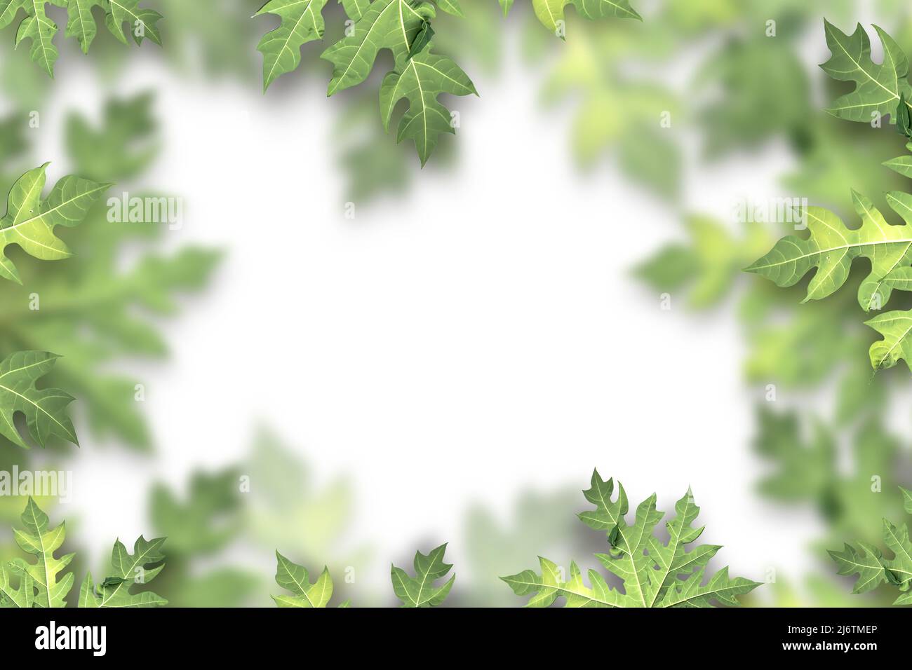 A green papaya leaf frame isolated on white background Stock Photo - Alamy