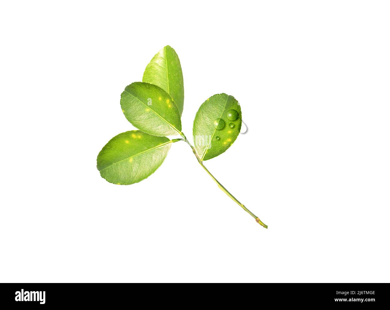 Lemon leaves single fruit hi-res stock photography and images - Alamy