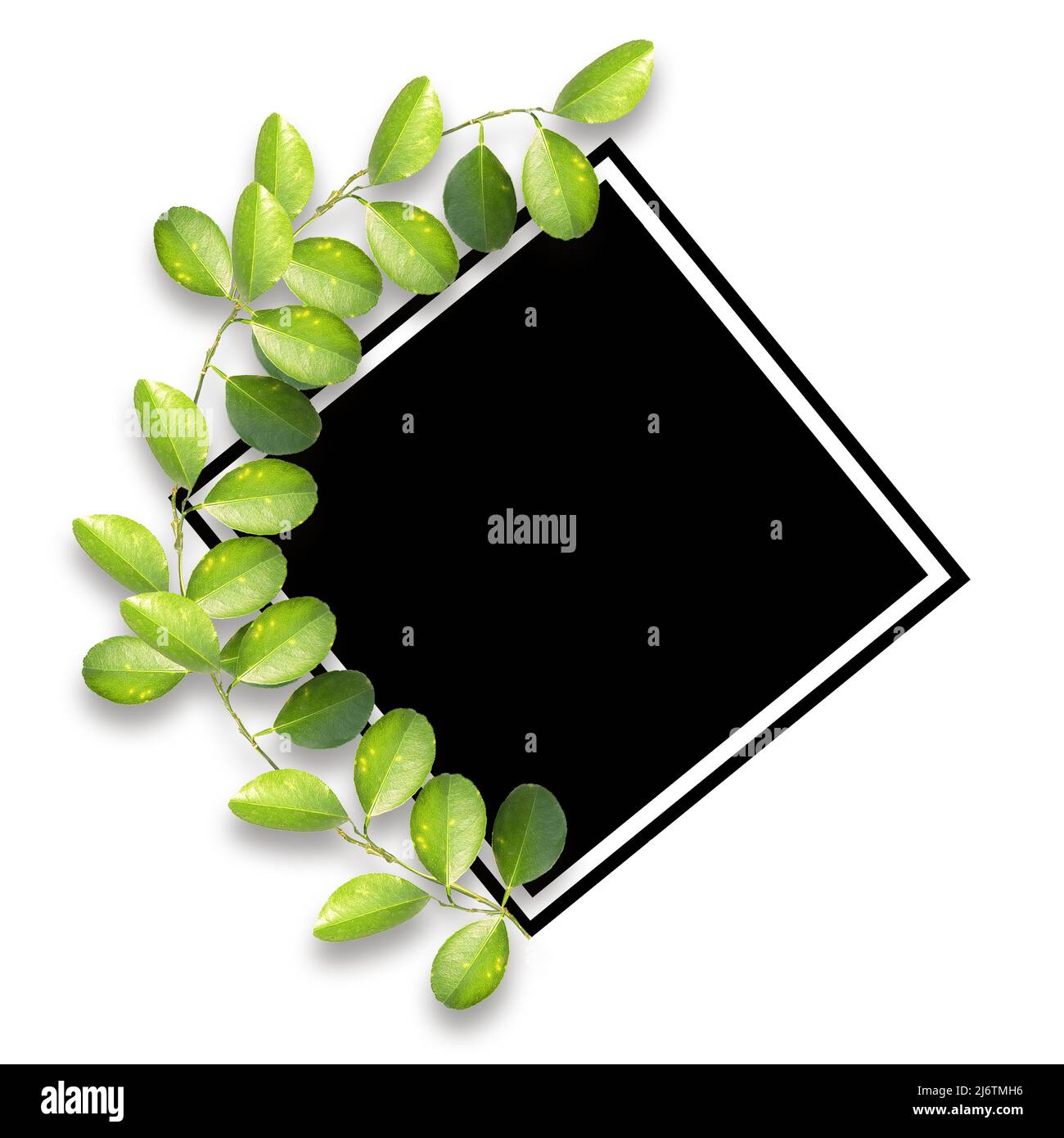 A beautiful square frame with green leaves. natural concept Stock Photo ...