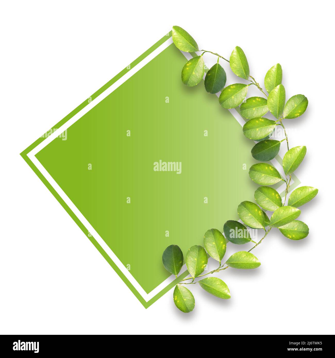 A beautiful square frame with green leaves. natural concept Stock Photo ...