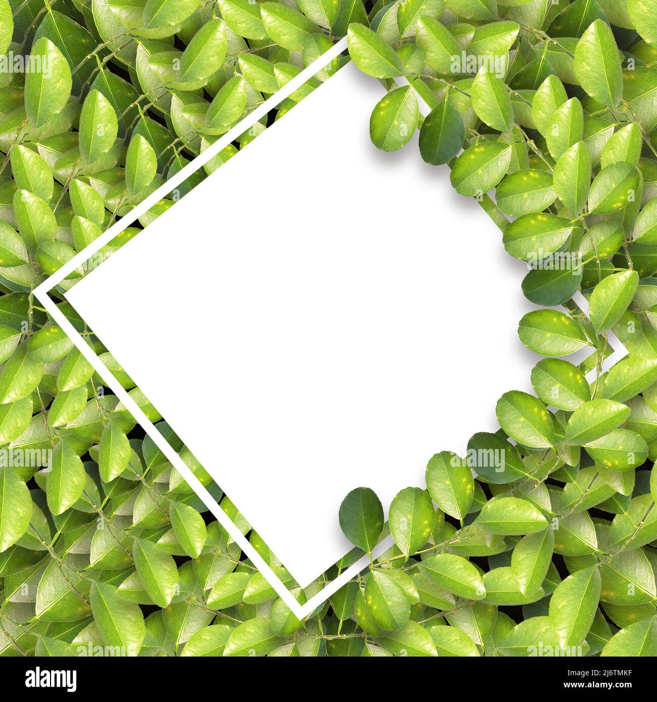 A beautiful square frame with green leaves. natural concept Stock Photo ...