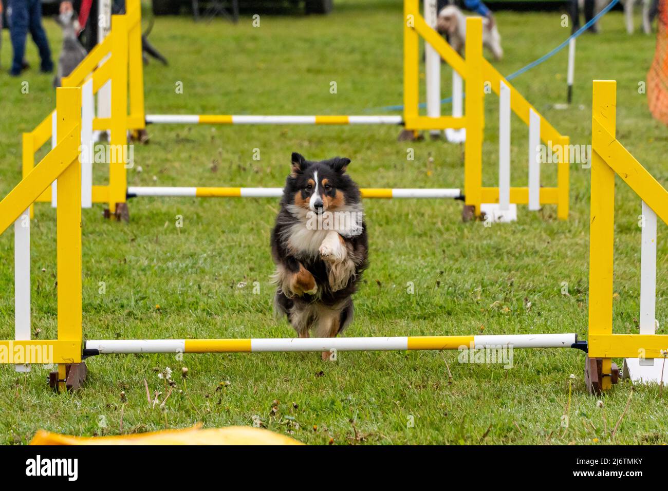 Shetland Sheepdog Competing in Agility Stock Photo - Alamy