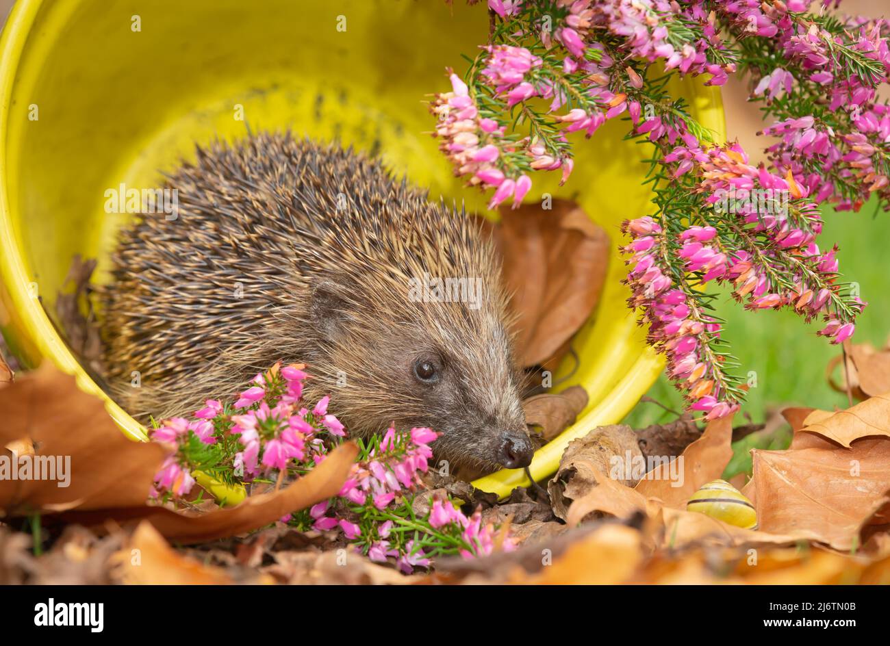 Wild, native hedgehog foraging in hedgehog friendly garden. Taken ...