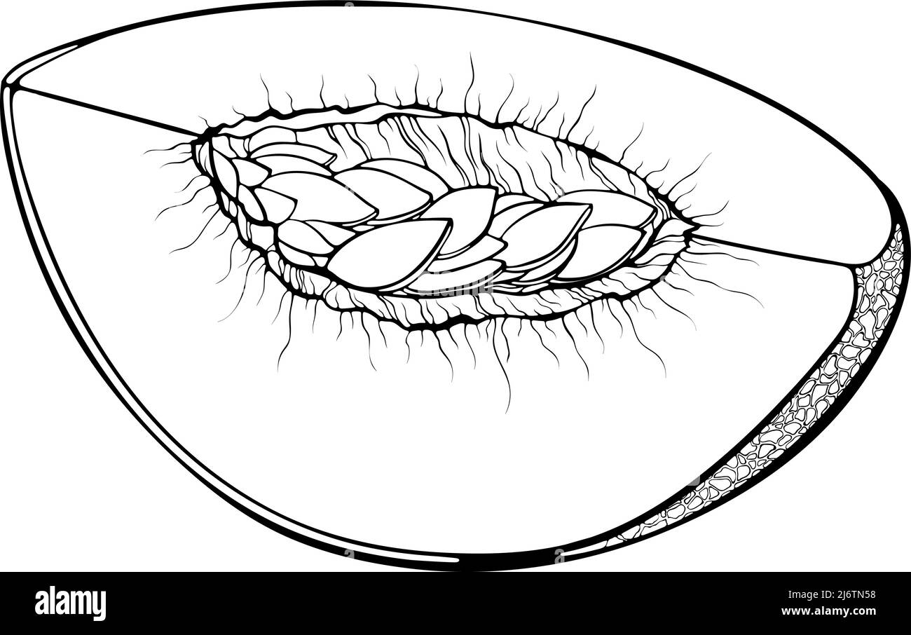 Quarter melon line art Stock Vector Image & Art - Alamy