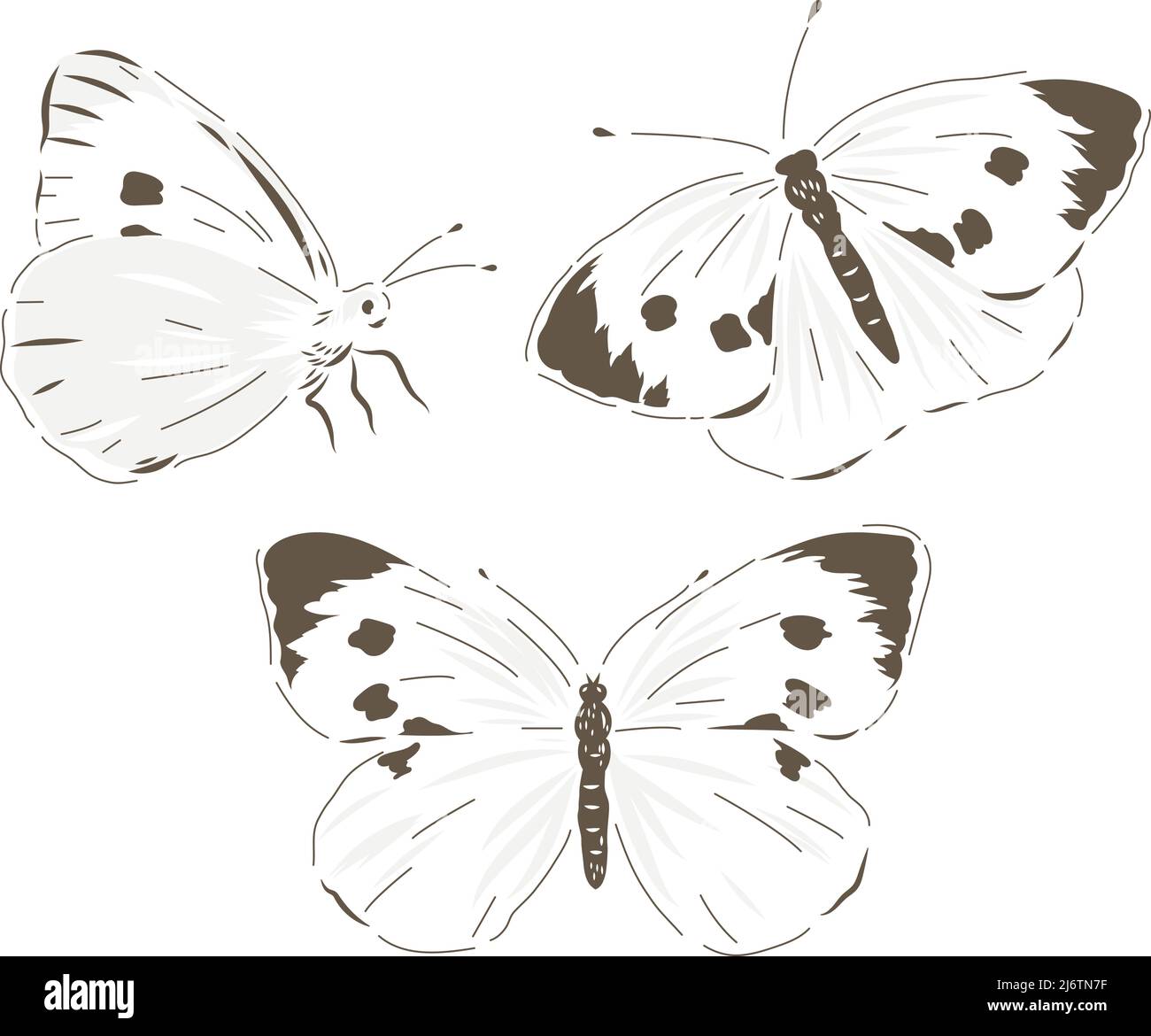 White garden butterfly insect hand drawn vector illustration set ...