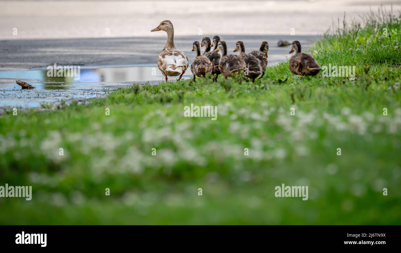 Duck and ducklings in the grass. One adult female mallard duck with ...