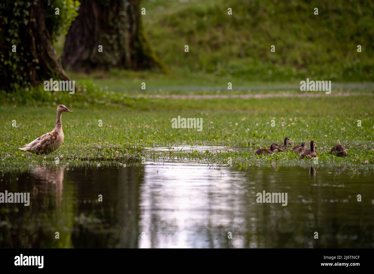Duck and ducklings in the grass. One adult female mallard duck with ...