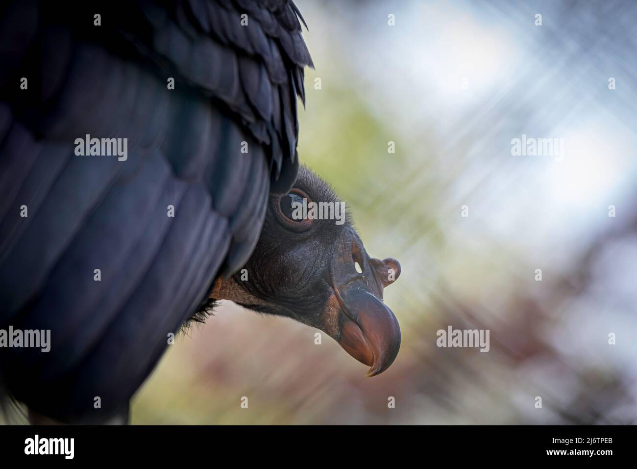 a south american kings vulture sitting in a tree with a colorful ...