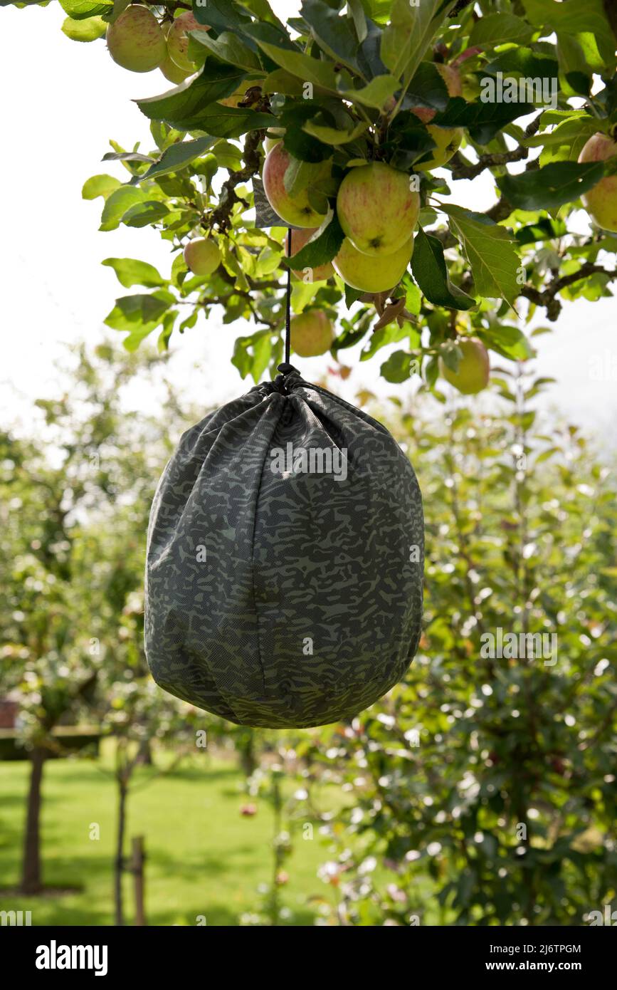 Waspinator hanging from a branch located in an orchard. mimicking ...