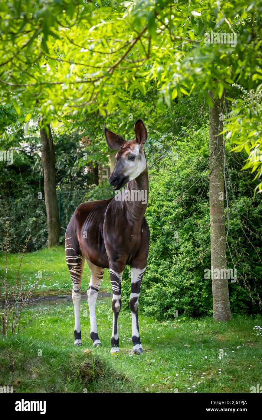 Okapi Eating
