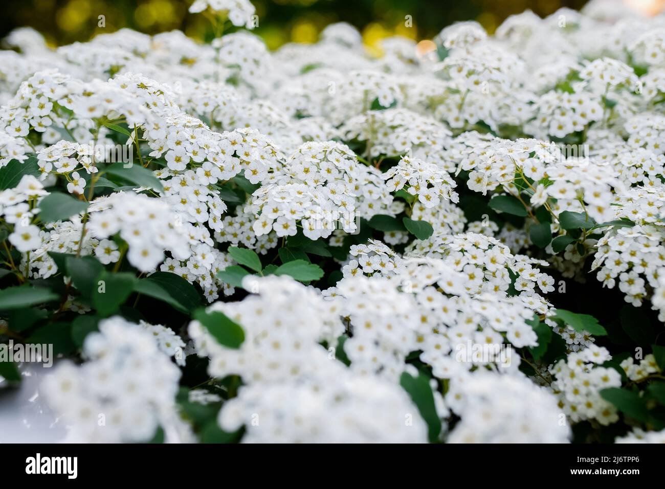 Border of pink cosmos flower in cosmos field in garden with blurry ...