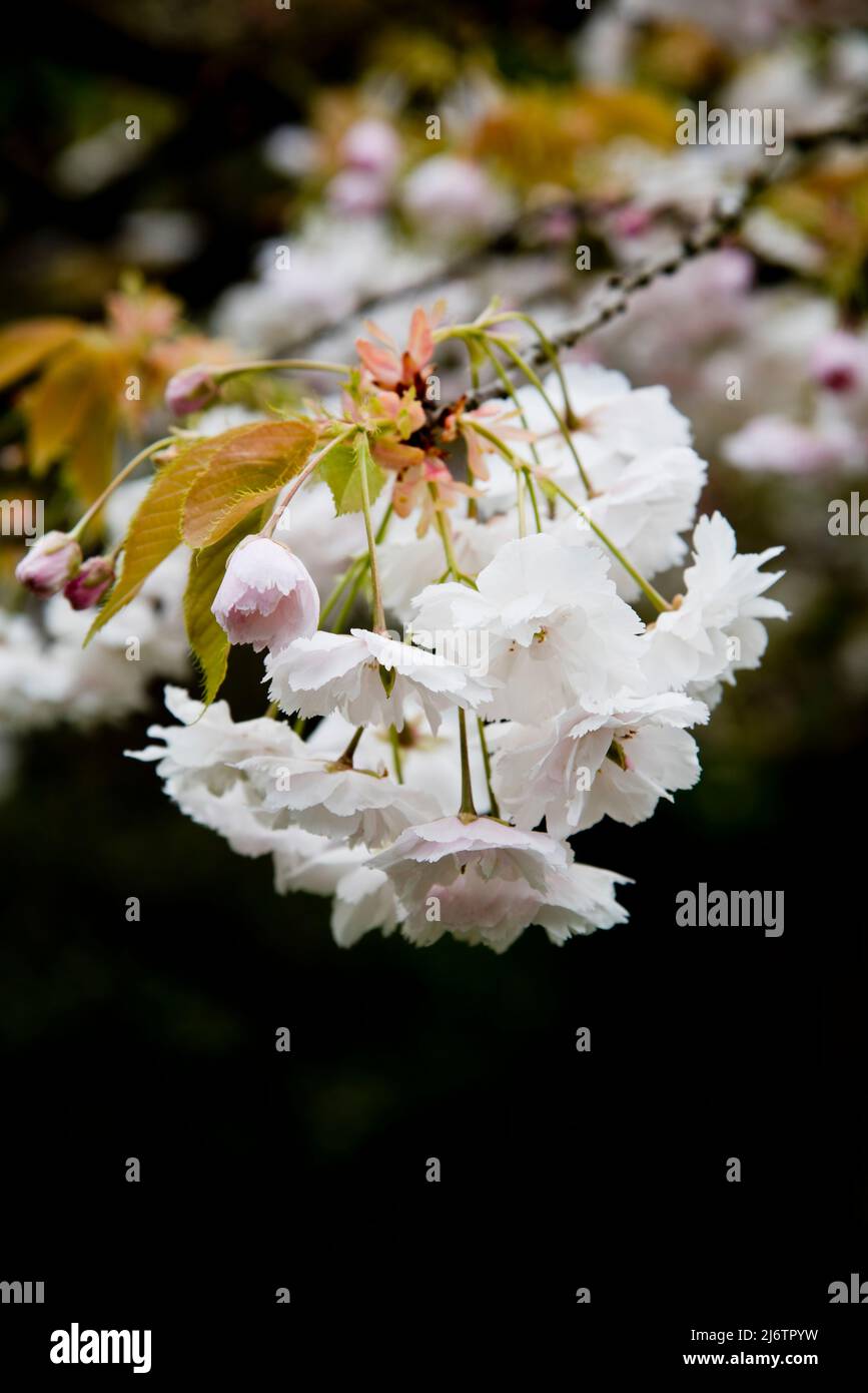 Japanese flowering cherry, Prunus Shogetsu, also known asPrunus ...