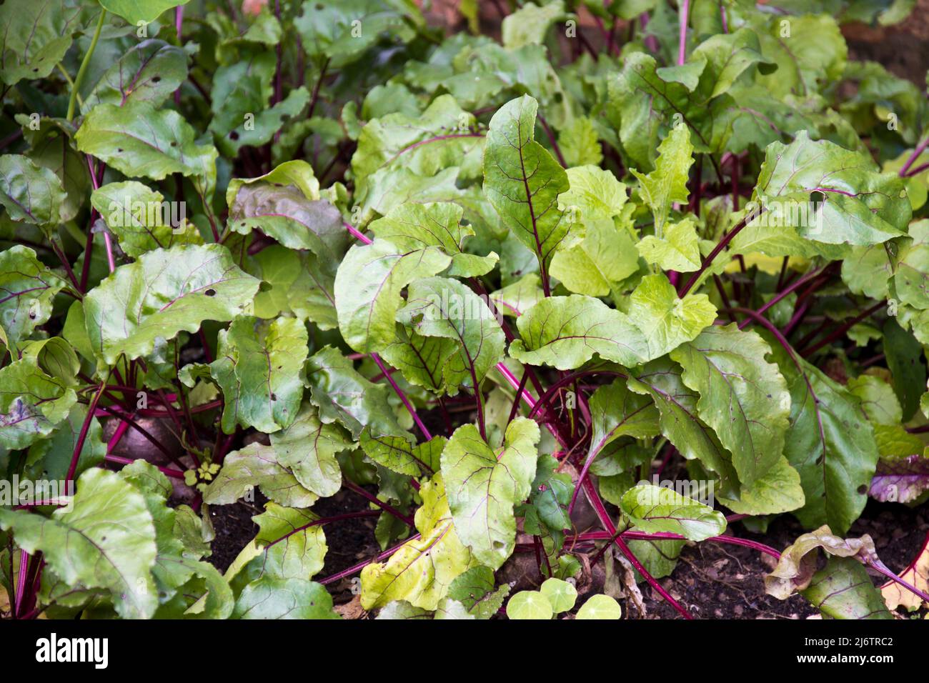Canopy of beetroot leaves Stock Photo - Alamy