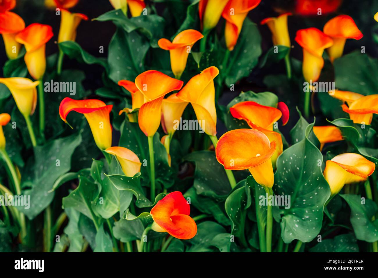 Rare orange flowers of Zantedeschia, calla lilies with dark green ...
