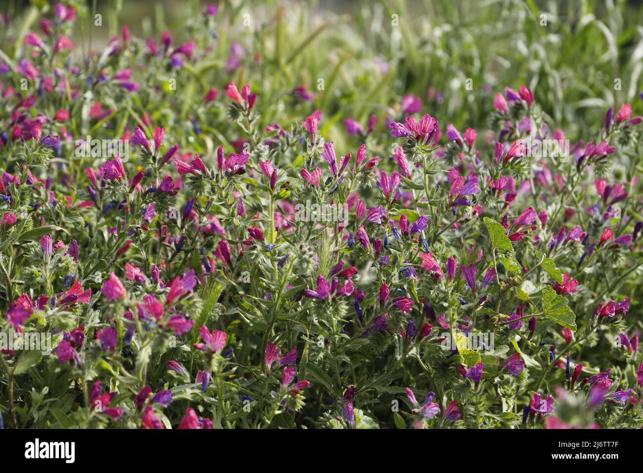 Beautiful wild flowers in the Almanzora Valley, Spain Stock Photo - Alamy