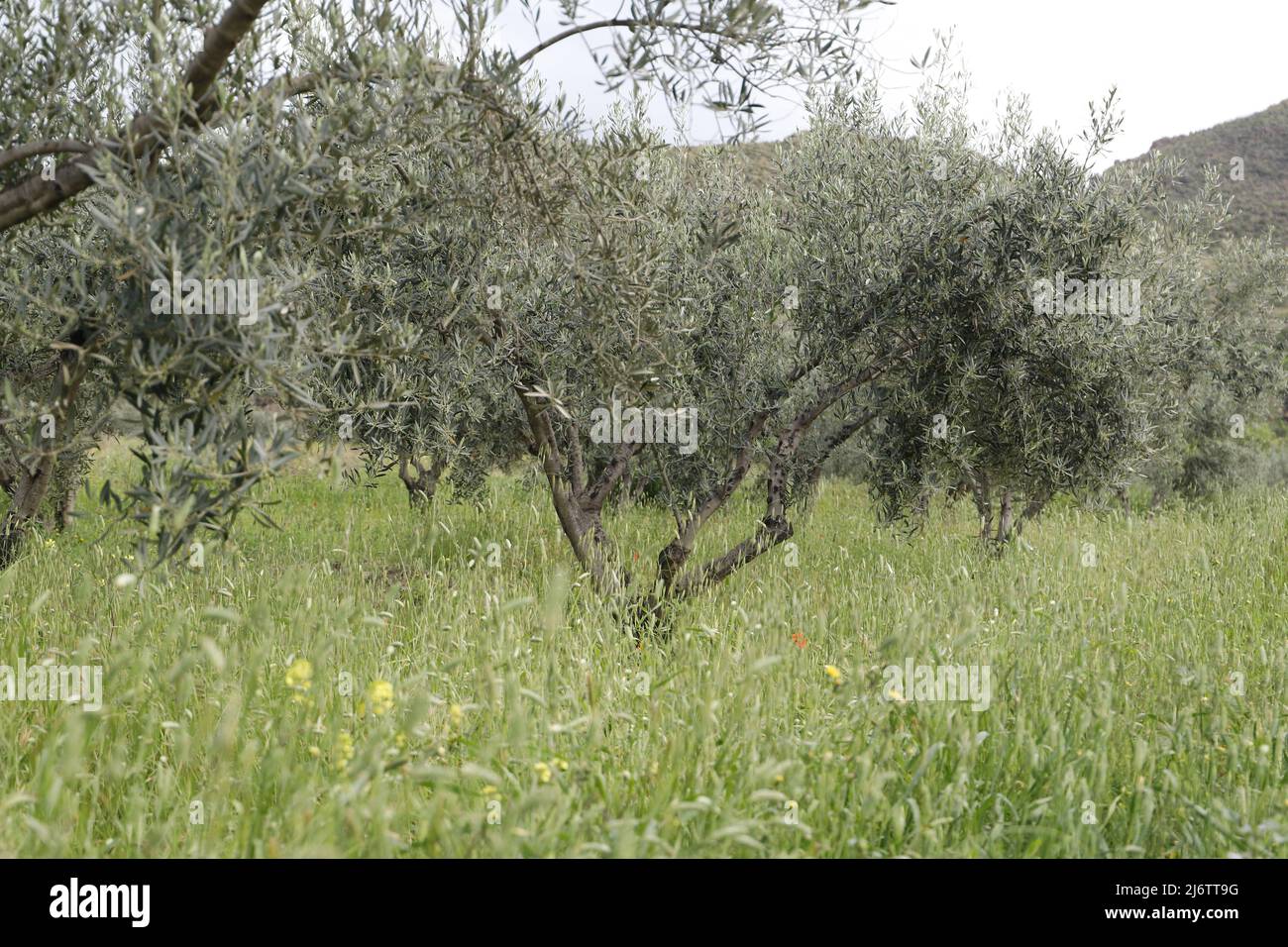 Landscape in the Almanzora Valley, Spain Stock Photo - Alamy