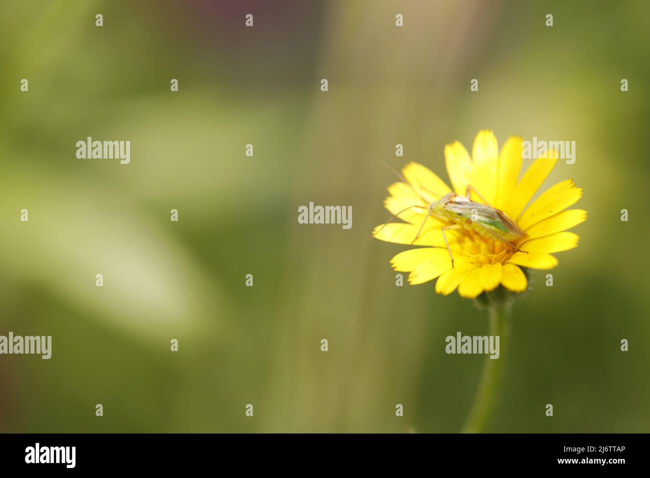 Reichardia tingitana a beautiful yellow wildflower visietd by an insect ...