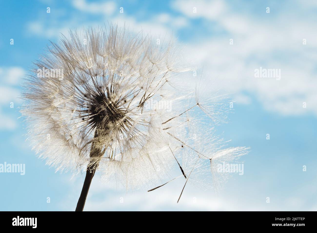 dandelion at sunset . Freedom to Wish. Dandelion silhouette fluffy ...