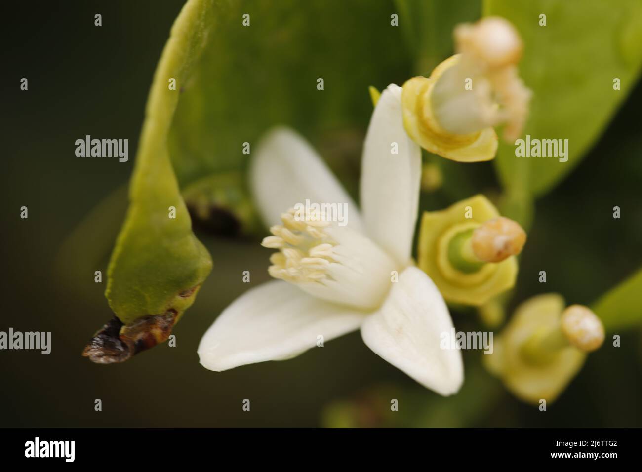 Lemontree hi-res stock photography and images - Alamy