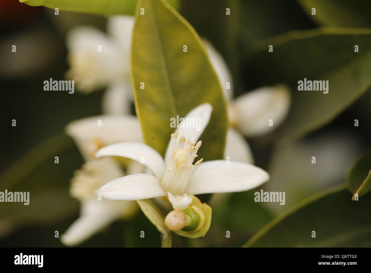 Lemontree hi-res stock photography and images - Alamy