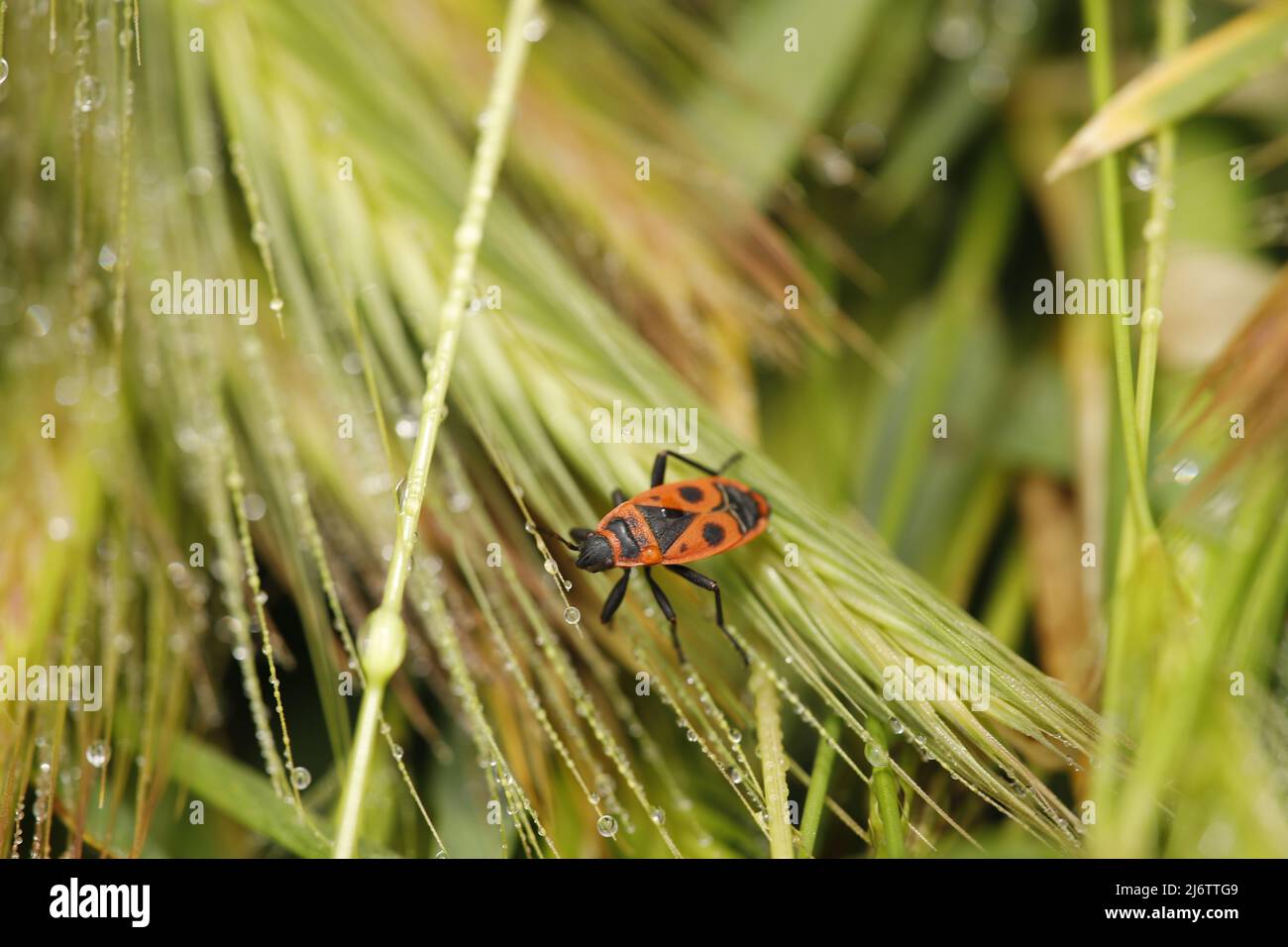 Red bug with black spots, which looks like a facial mask Stock Photo ...