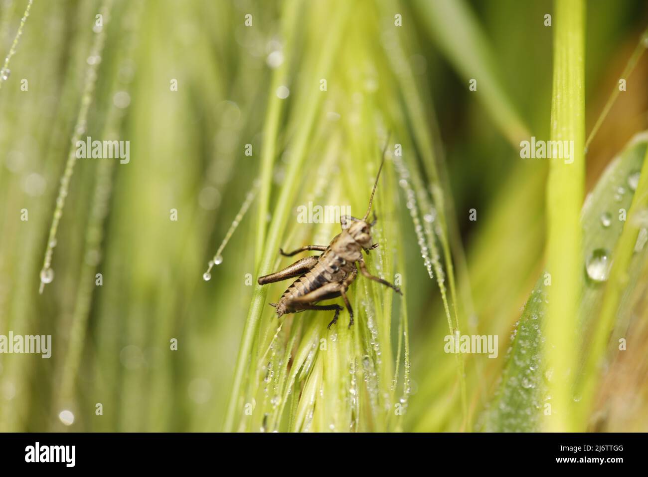 Grasshopper, cricket sits on grass with rain drops Stock Photo - Alamy