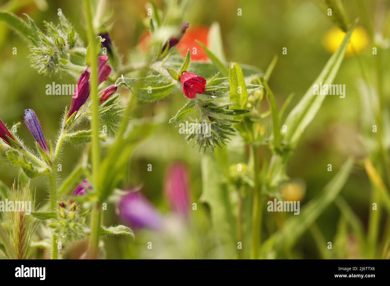 Beautiful wild flowers in the Almanzora Valley, Spain Stock Photo - Alamy