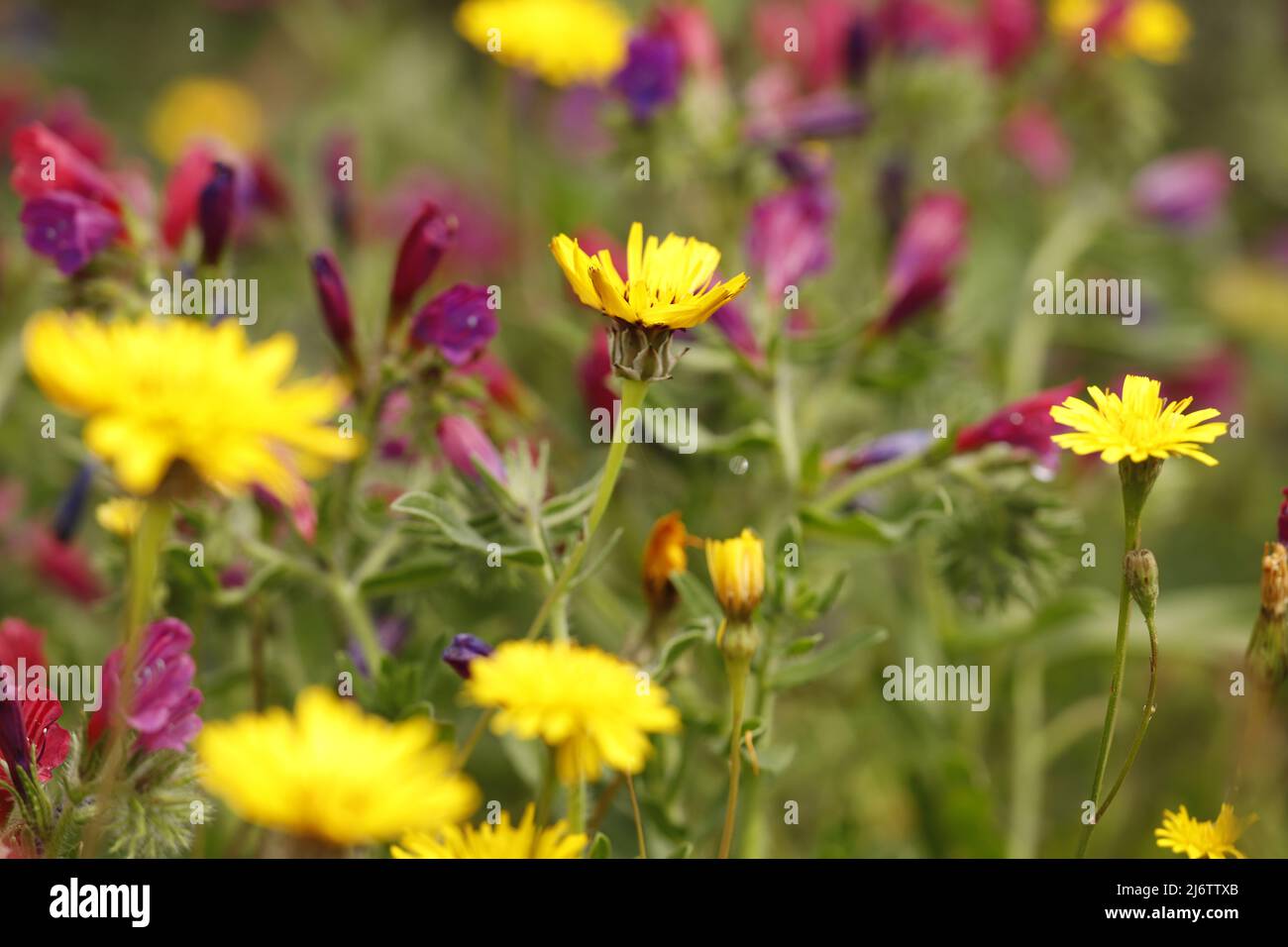 Beautiful wild flowers in the Almanzora Valley, Spain Stock Photo - Alamy