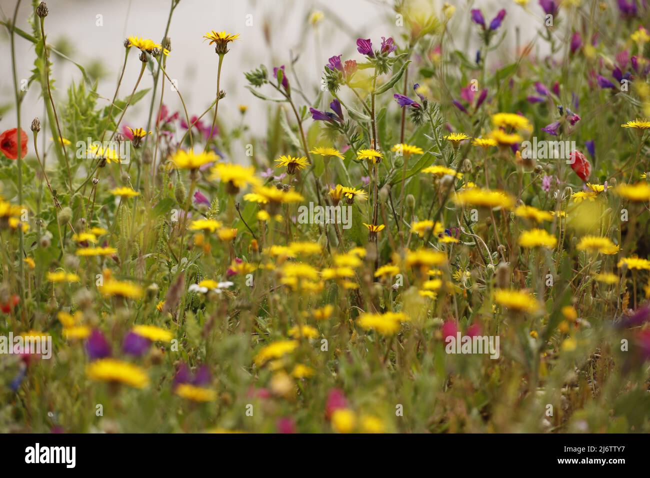 Beautiful wild flowers in the Almanzora Valley, Spain Stock Photo - Alamy