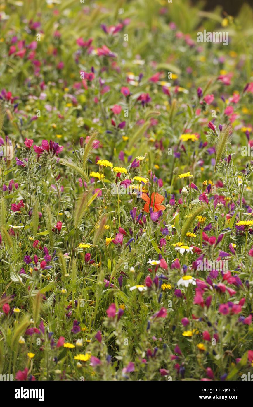 Beautiful wild flowers in the Almanzora Valley, Spain Stock Photo - Alamy