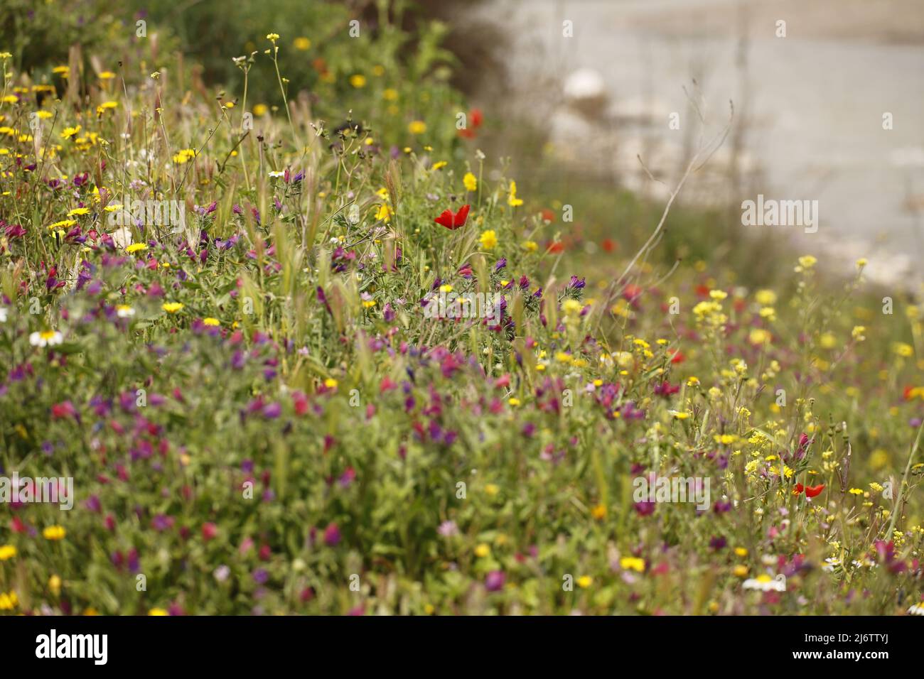 Beautiful wild flowers in the Almanzora Valley, Spain Stock Photo - Alamy