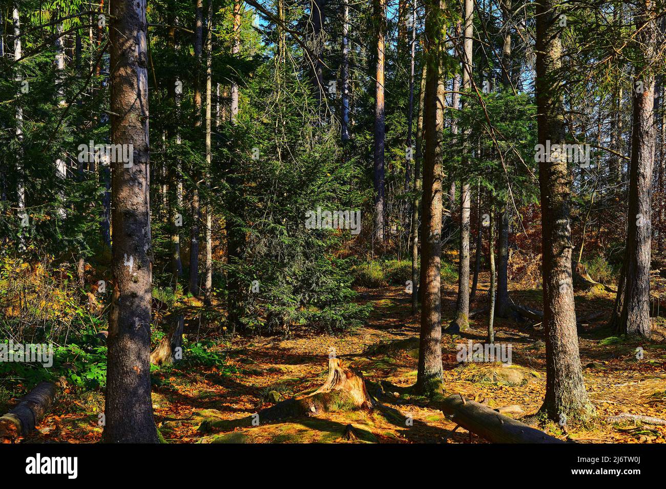 At the edge of a thicket hi-res stock photography and images - Alamy