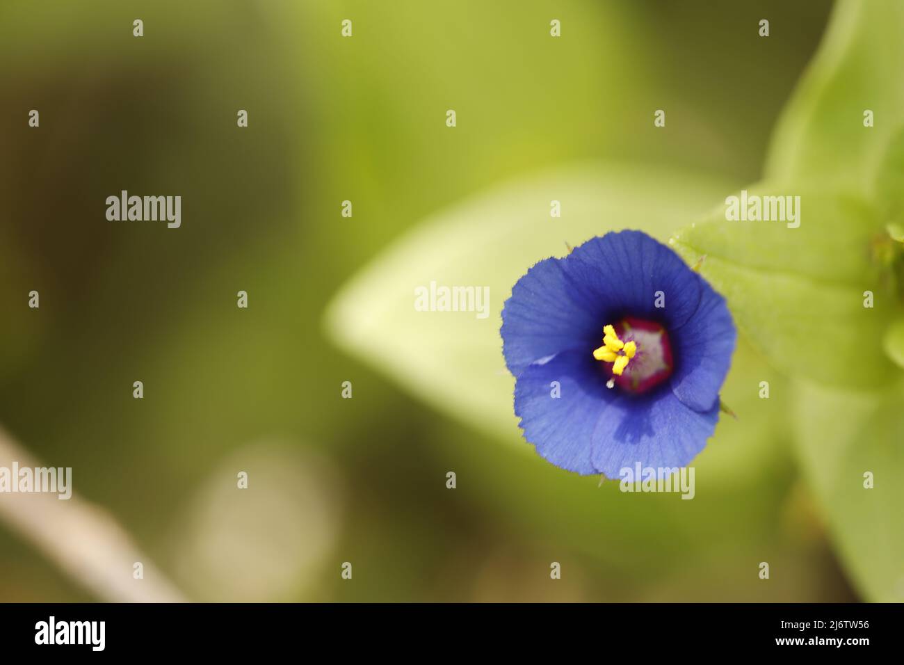 Anagallis a tiny beautiful blue flower Stock Photo - Alamy