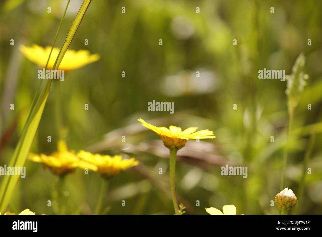 Wildflowers in the spring after rain Stock Photo - Alamy